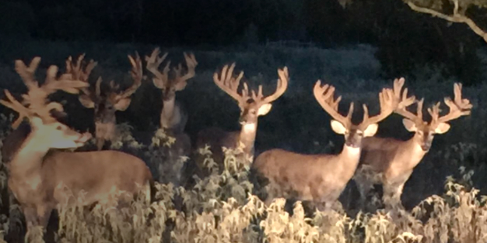 The wild environment