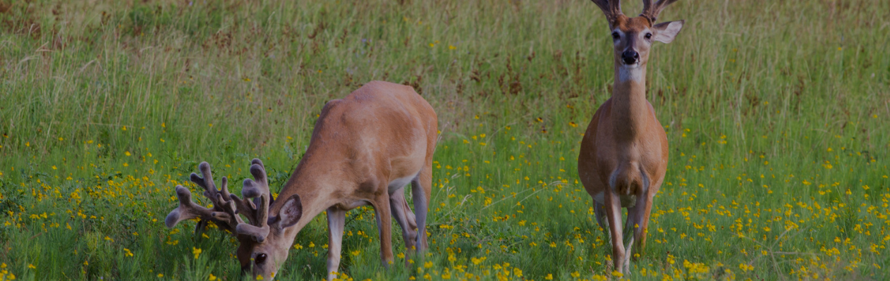 Red Stag Hunting Texas, Texas Red Stag Hunts - 4D Guest Ranch
